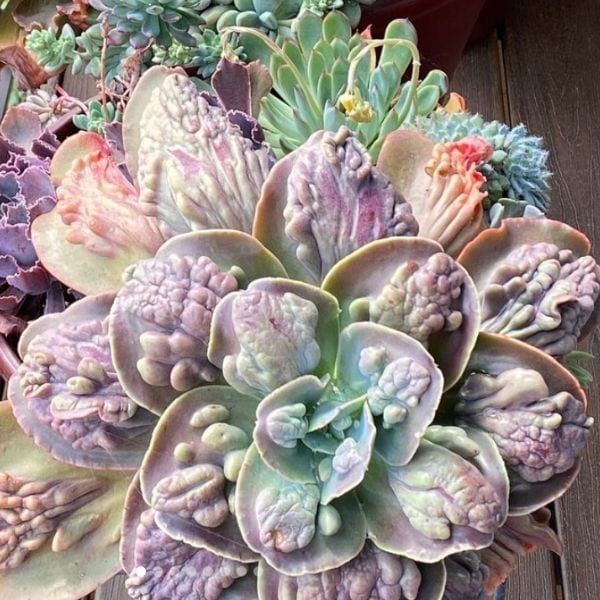 30 unusual succulents that look like they were brought here by aliens