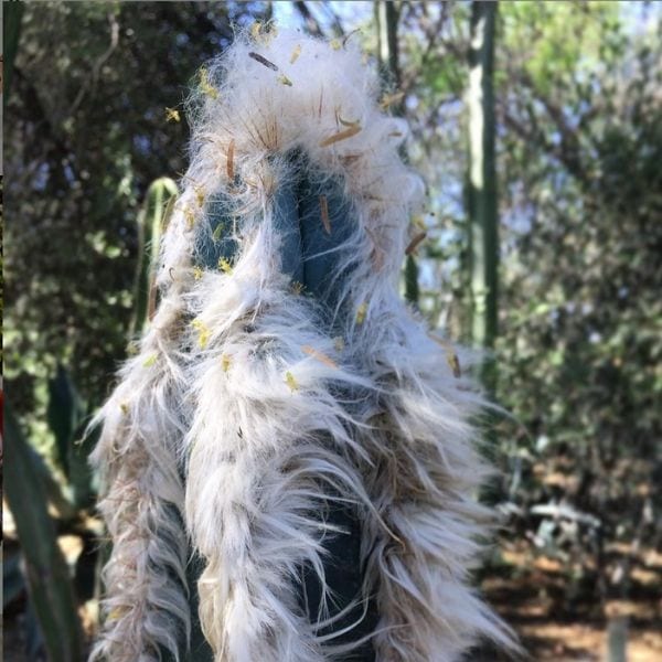 30 unusual succulents that look like they were brought here by aliens