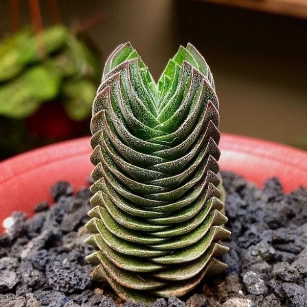 30 unusual succulents that look like they were brought here by aliens