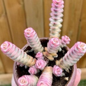 30 unusual succulents that look like they were brought here by aliens