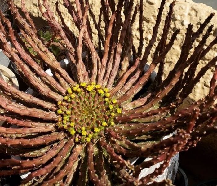 30 unusual succulents that look like they were brought here by aliens