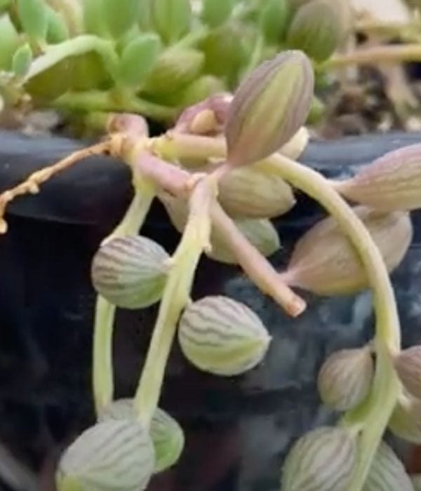 30 unusual succulents that look like they were brought here by aliens