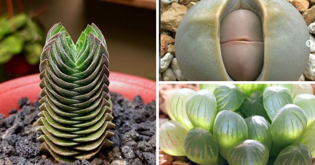 30 unusual succulents that look like they were brought here by aliens