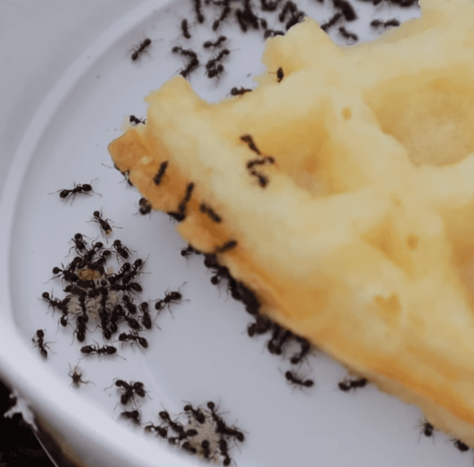 Man shares cheap and simple trick for getting rid of pesky ants