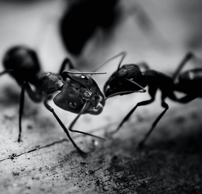 Man shares cheap and simple trick for getting rid of pesky ants