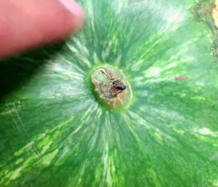 Simple tips to pick the sweetest, juiciest watermelon every time