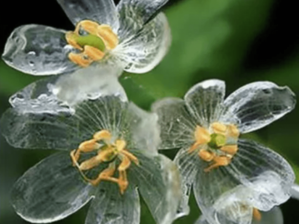 These other-worldly 'Skeleton Flowers' turn translucent when it rains