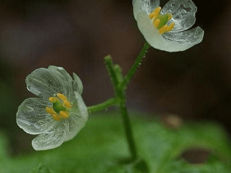 These other-worldly 'Skeleton Flowers' turn translucent when it rains