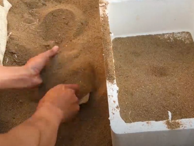 Woman shares how to propagate roses in sand to get the healthiest root ...