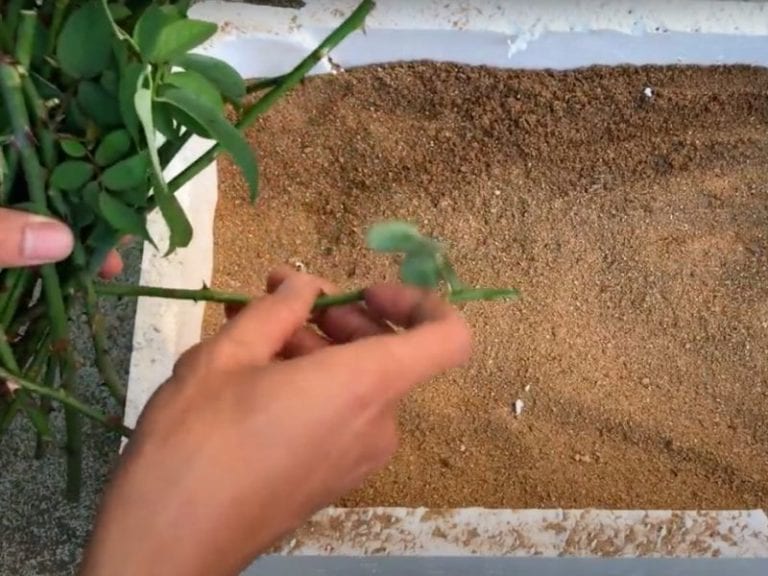Woman shares how to propagate roses in sand to get the healthiest root ...