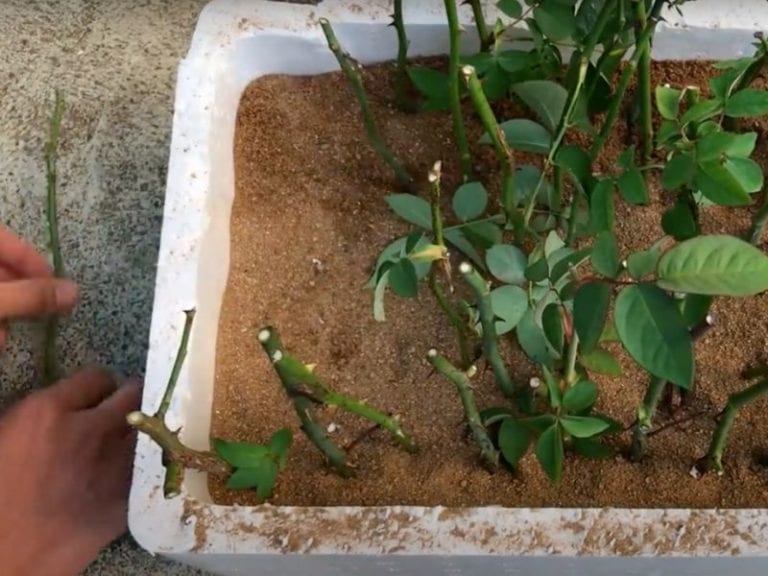 Woman shares how to propagate roses in sand to get the healthiest root ...