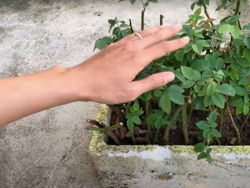 Woman shares how to propagate roses in sand to get the healthiest root ...
