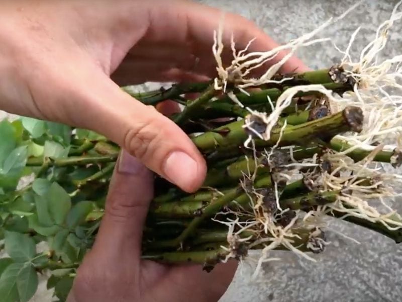 Woman shares how to propagate roses in sand to get the healthiest root ...