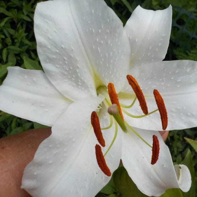 Make a dreamy nighttime garden with flowers that bloom at night