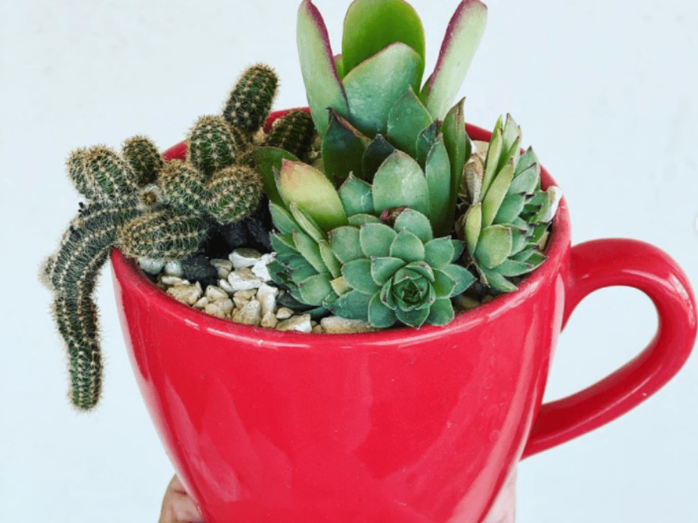 Teacup gardens are a thing and we're here for this adorable trend