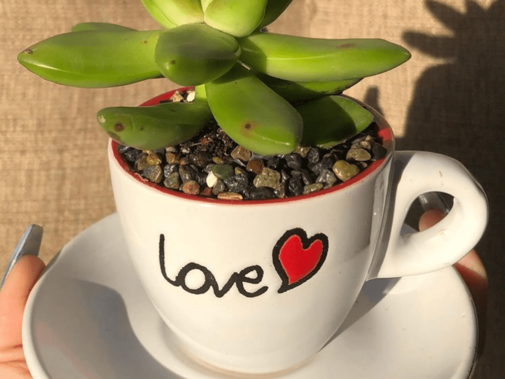 Teacup gardens are a thing and we're here for this adorable trend