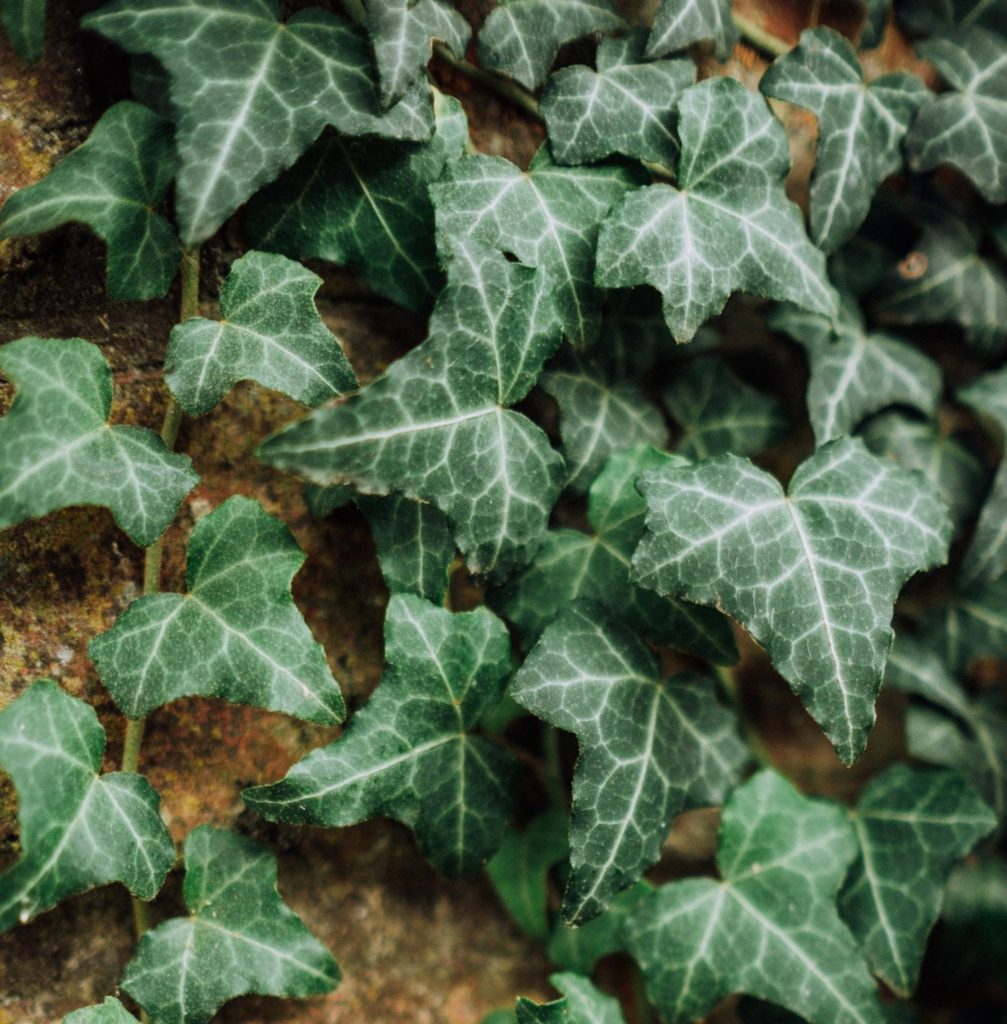 12 Plants to grow beneath trees that will level up your landscaping game