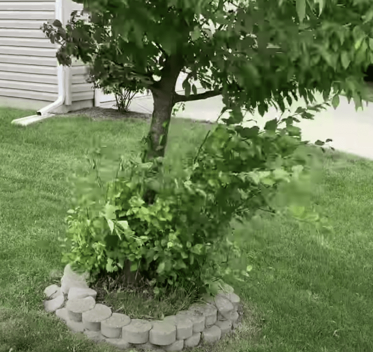 5 ways to spruce up your yard when you're on a tight budget