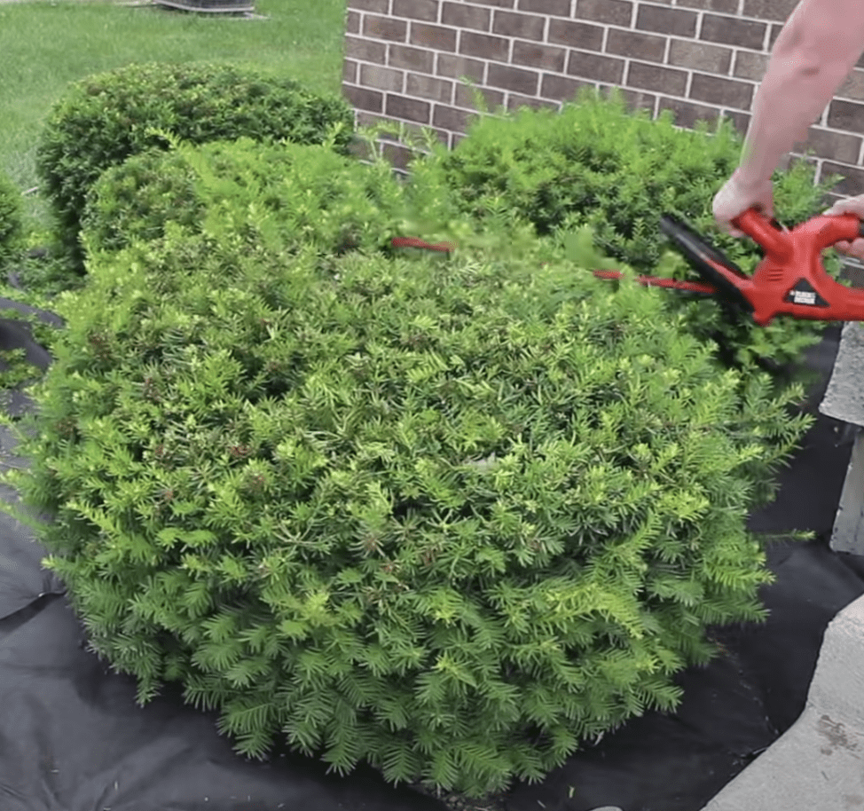 5 ways to spruce up your yard when you're on a tight budget