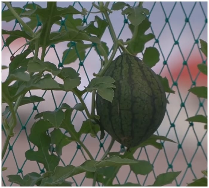 Grow watermelons vertically with these DIY fruit hammocks