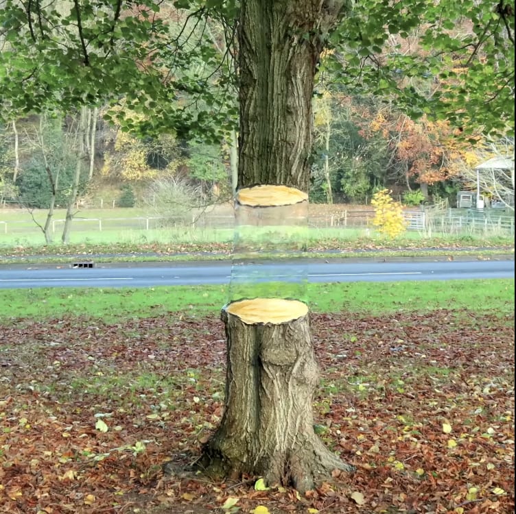 Man wraps plastic wrap around a tree for a mind-bending art illusion
