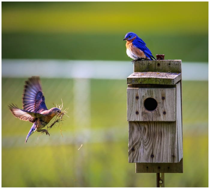 Creating a bird-friendly backyard will make more than just the birds happy