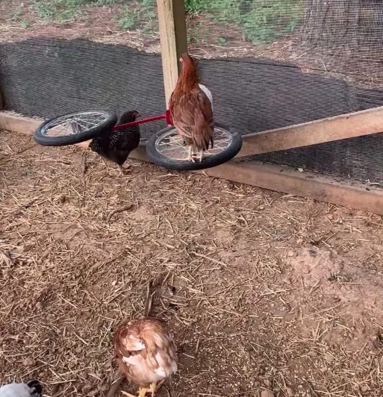 Farmers are building custom merry-go-rounds for their chickens and it's ...