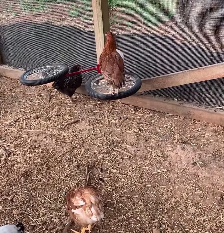 Farmers are building custom merry-go-rounds for their chickens and it's ...