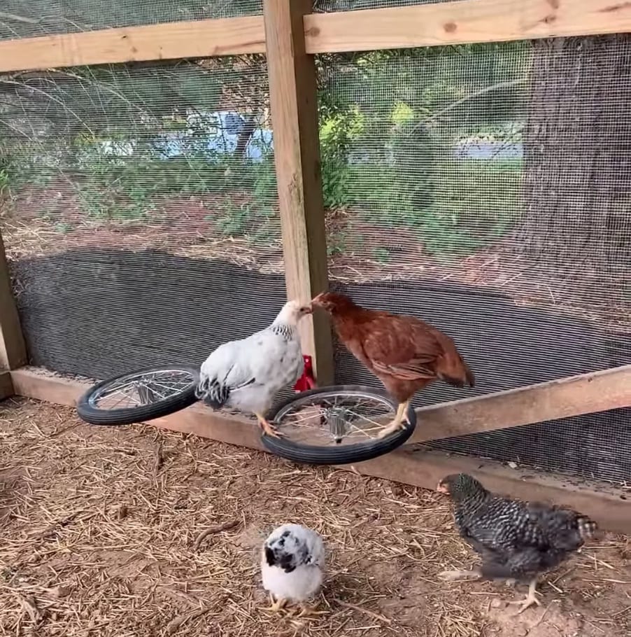 Farmers are building custom merry-go-rounds for their chickens and it's ...