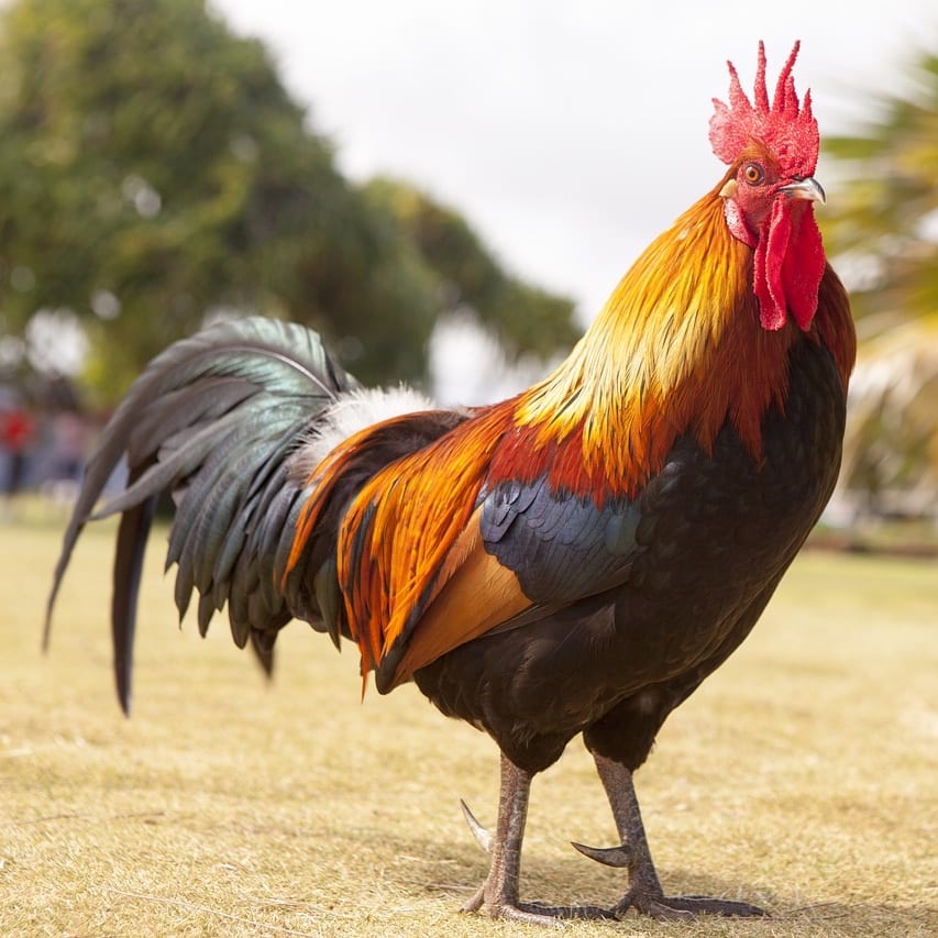 Farmers are building custom merry-go-rounds for their chickens and it's ...