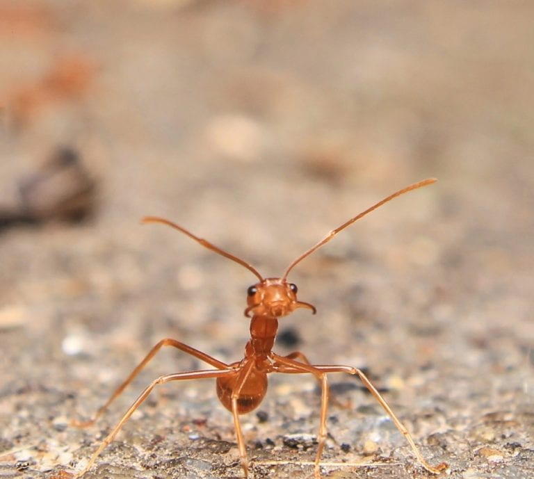 8 tips from amish that anybody can appreciate