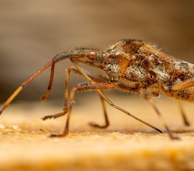 8 traditional Amish housekeeping secrets that can benefit any homeowner