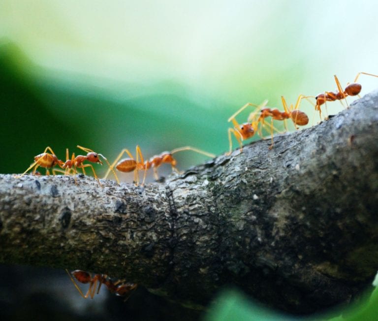 8 traditional Amish housekeeping secrets that can benefit any homeowner