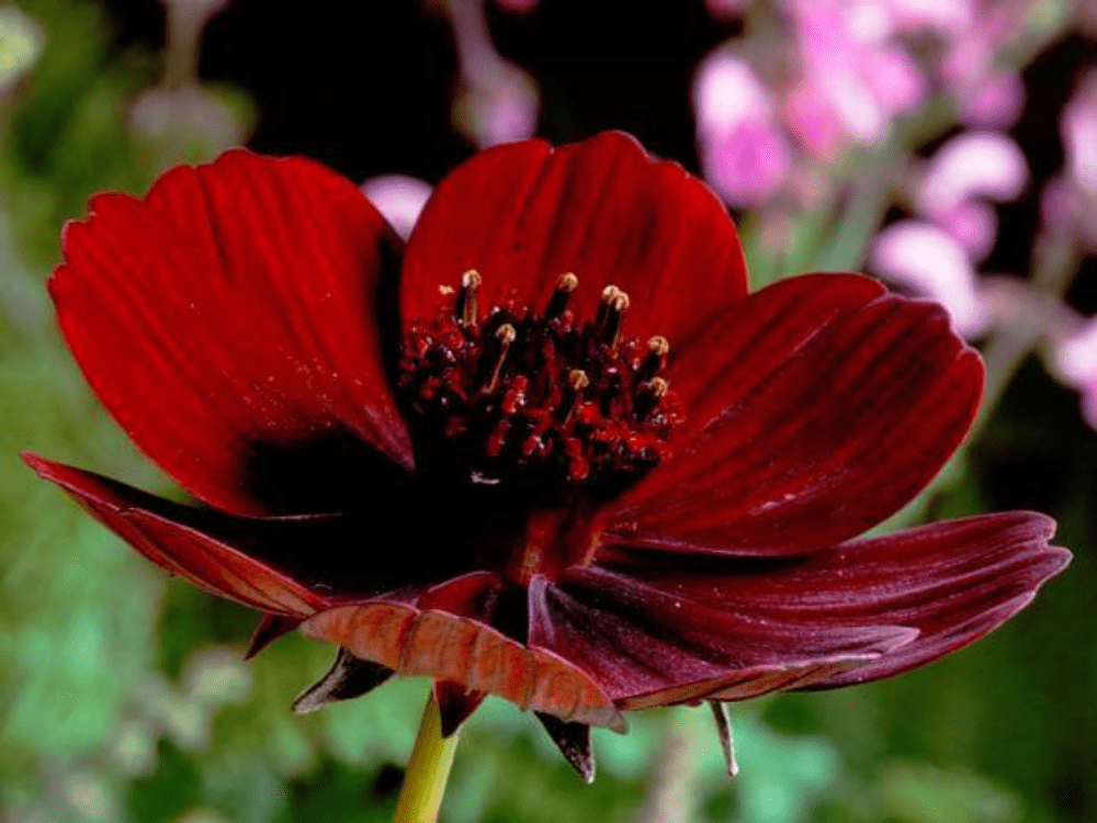These 'Chocolate Cosmos' flowers smell like a delicious baked good