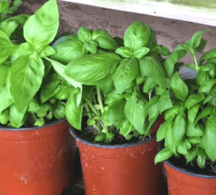 Woman shares how to maximize your basil harvest and 3 mistakes to avoid