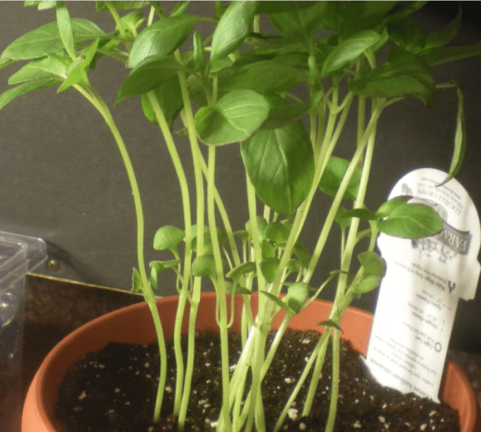 Woman shares how to maximize your basil harvest and 3 mistakes to avoid