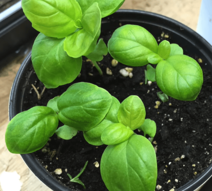 Woman shares how to maximize your basil harvest and 3 mistakes to avoid