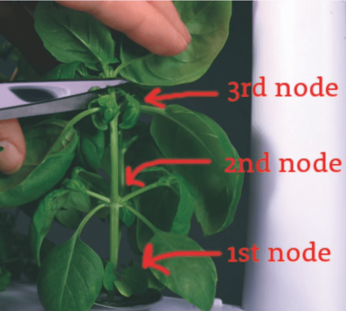 Woman shares how to maximize your basil harvest and 3 mistakes to avoid