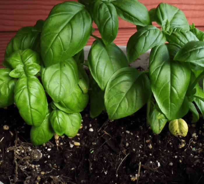 Woman shares how to maximize your basil harvest and 3 mistakes to avoid