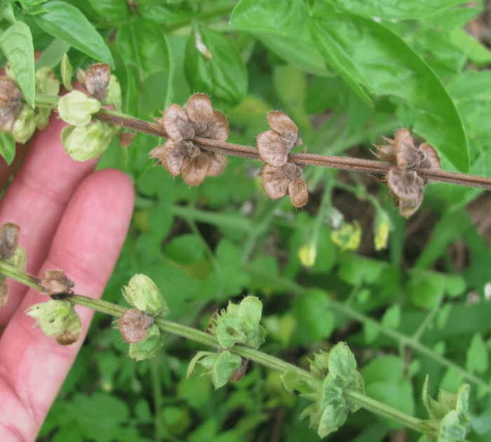 Woman shares how to maximize your basil harvest and 3 mistakes to avoid