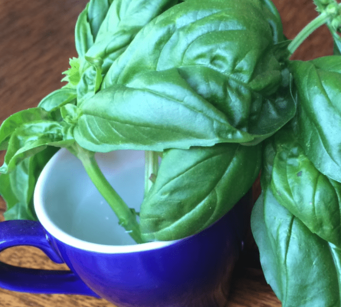 Woman shares how to maximize your basil harvest and 3 mistakes to avoid