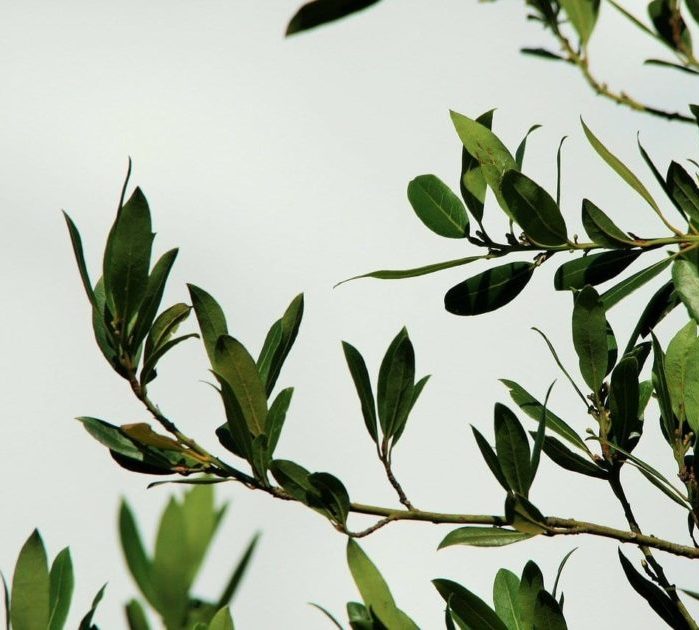 Learn how to grow a healthy bay tree and the many uses of its fragrant ...