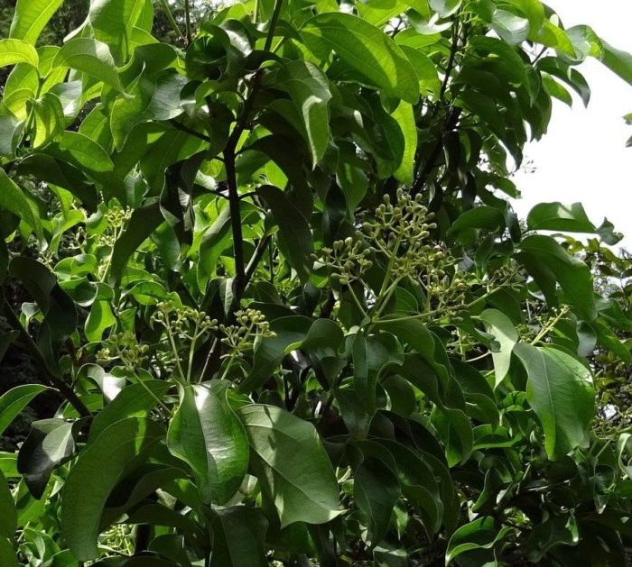 Learn how to grow a healthy bay tree and the many uses of its fragrant ...