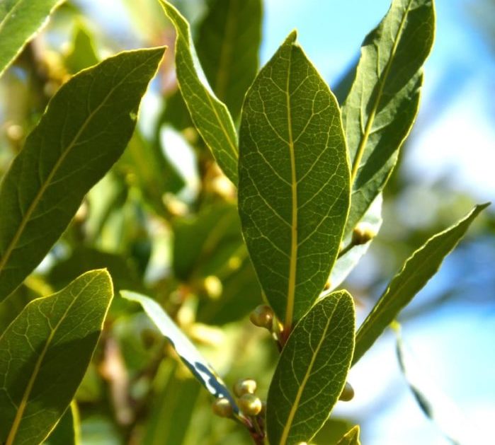 Learn how to grow a healthy bay tree and the many uses of its fragrant ...