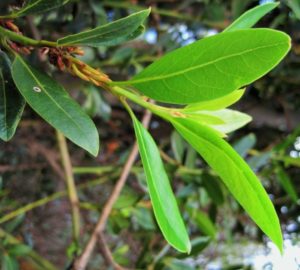 Learn how to grow a healthy bay tree and the many uses of its fragrant ...