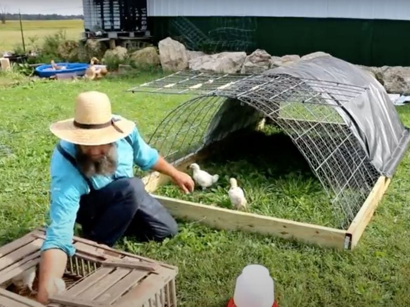 Homesteader shows how to build simple chicken coup for $50 in an hour
