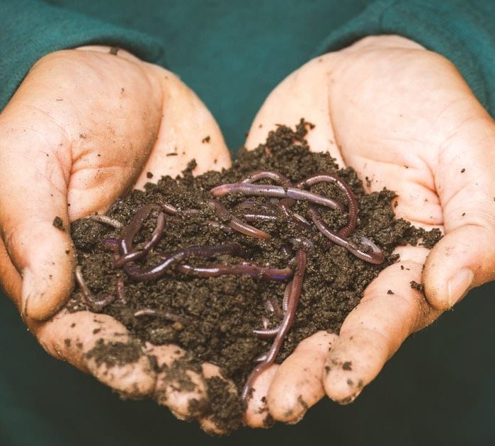 If you spot a worm with a white band around it, get rid of it