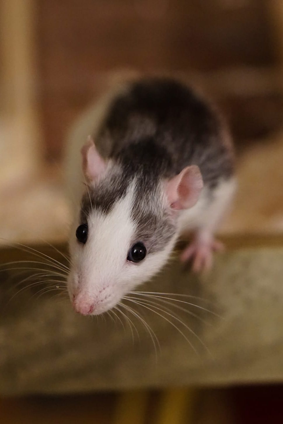 35 techniques you can use to keep your home rodent-free