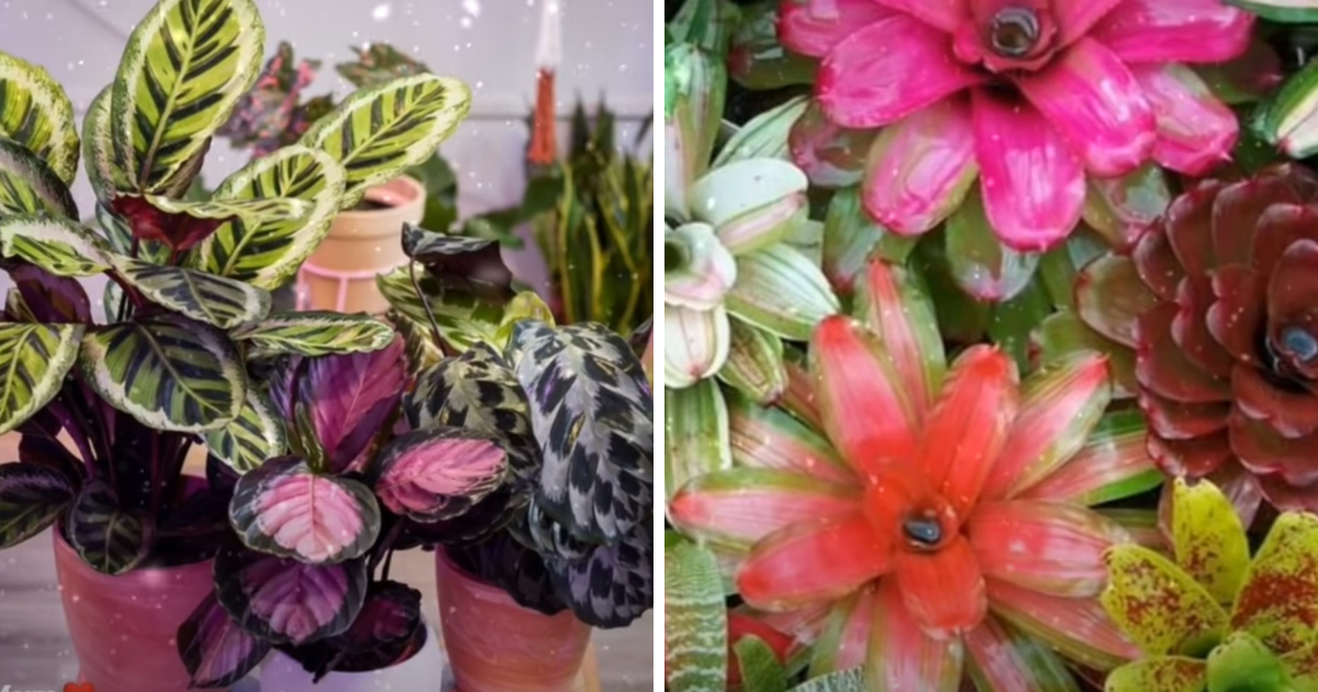 10 Gorgeous houseplants that need zero sunlight to survive