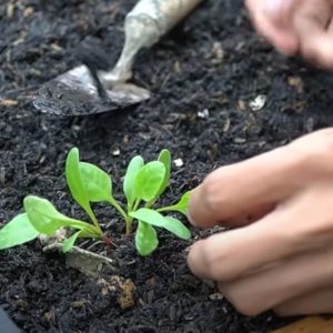 Urban gardener uses plastic containers to grow constant supply of spinach